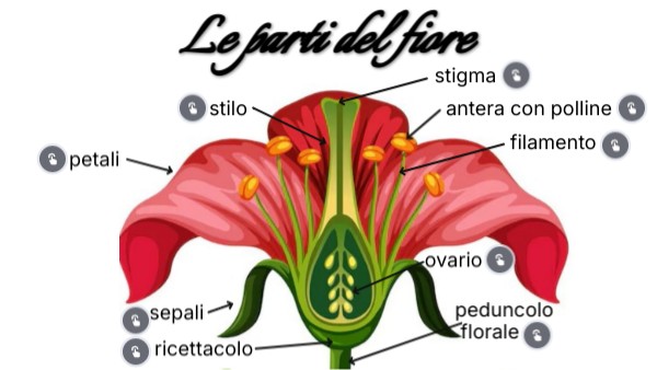 Le parti del fiore | Genially