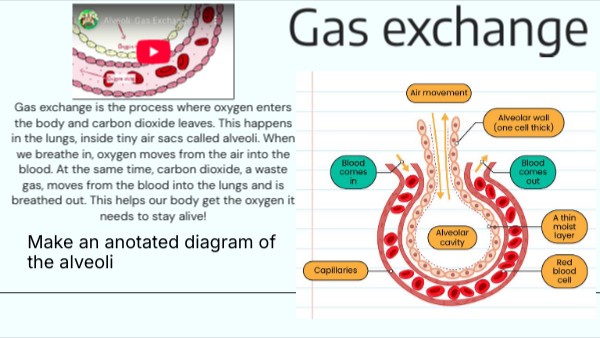 Gas exchange | Genially