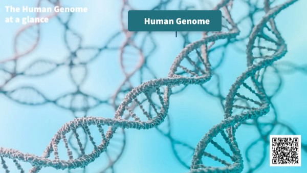 The Human Genome at a glance | Genially