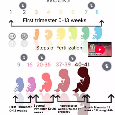 Fetal Development | Genially