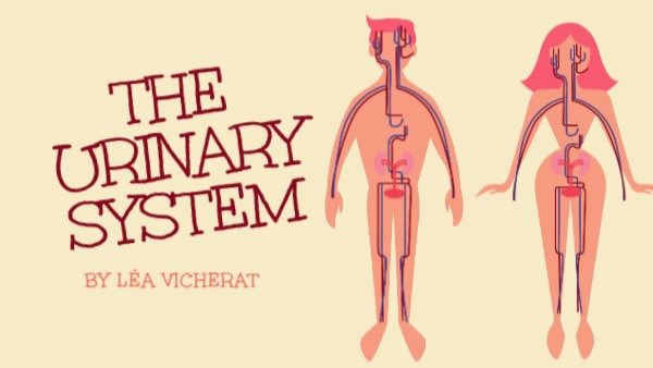the urinary system by Léa | Genially
