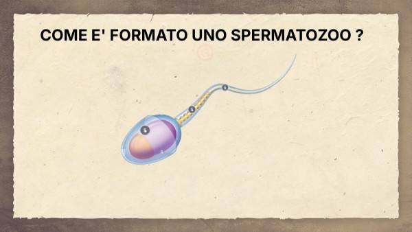 COME E' FORMATO UNO SPERMATOZOO ? | Genially