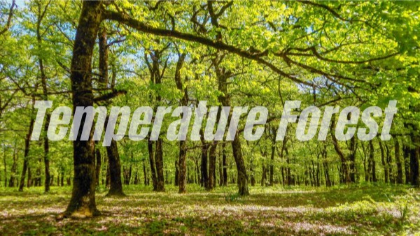 Temperature Forest | Genially