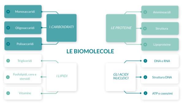 LE BIOMOLECOLE | Genially