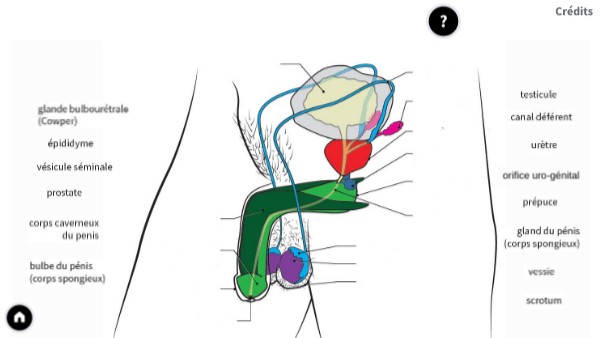 L'appareil reproducteur masculin | Genially