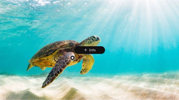 Le tartarughe marine | Genially