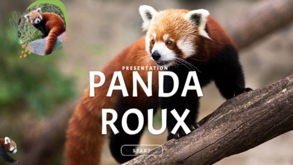 PANDA ROUX | Genially