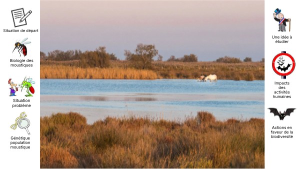 Thème 3 Biodiversité et évolution | Genially