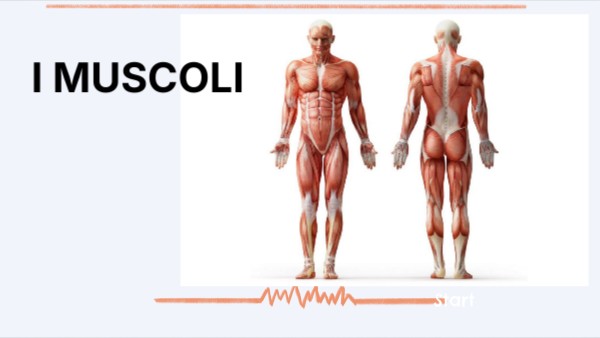 I MUSCOLI | Genially