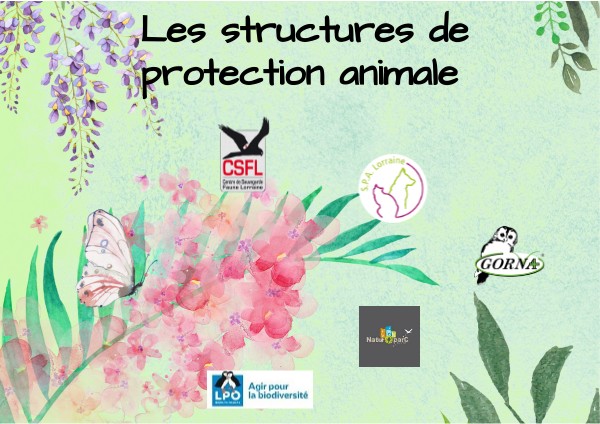 Les structures de protection animale | Genially