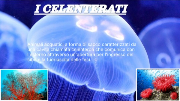 I CELENTERATI | Genially