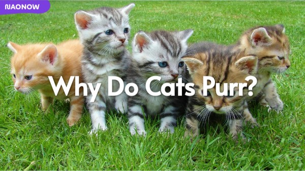 L2 - Why do cats purr? | Genially