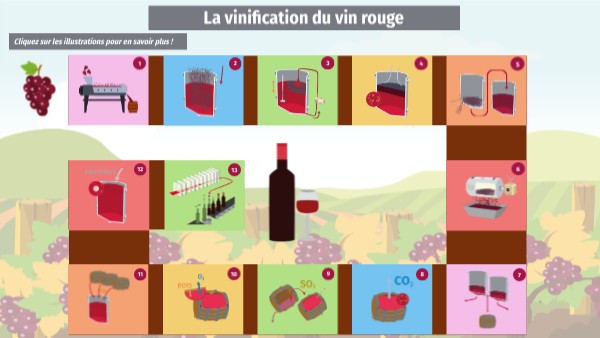 La vinification du vin | Genially