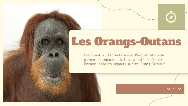 Les Orangs-Outans | Genially