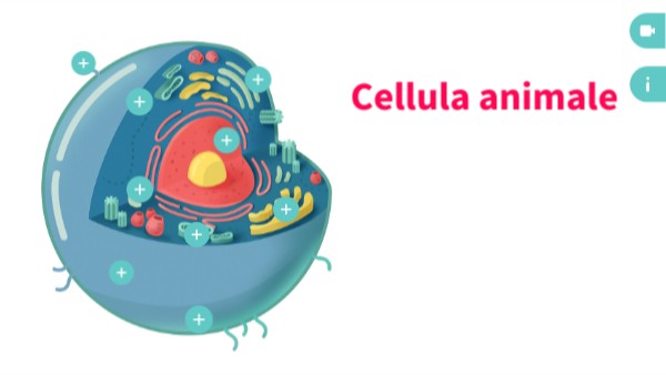 Cellula animale | Genially