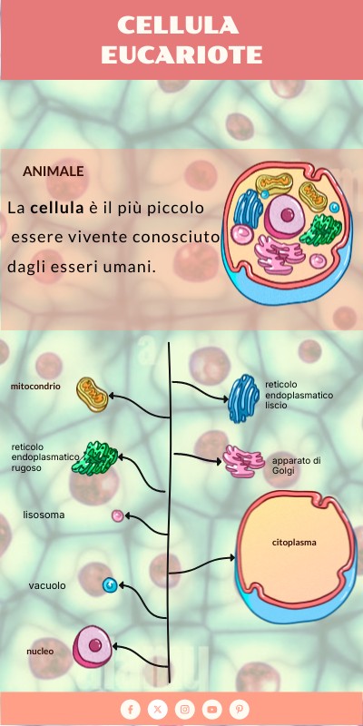 CELLULA EUCARIOTE | Genially