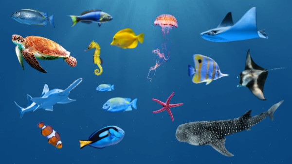 Présentation Marine | Genially