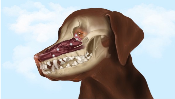 Interactive image | Genially