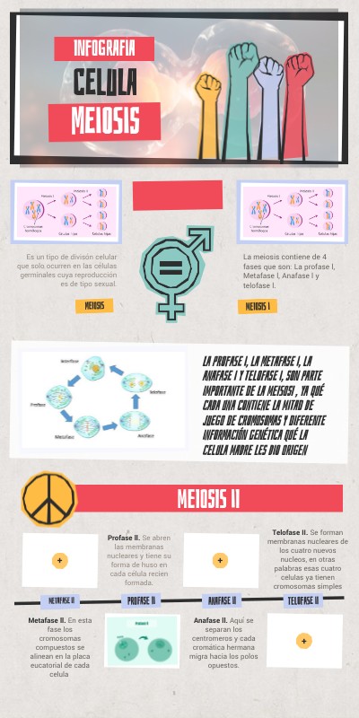 Celula meiosis | Genially