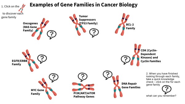 Examples of Gene Families in Cancer Biology | Genially