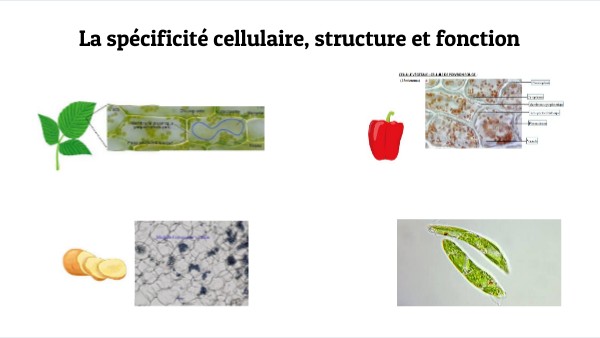La spécificité cellulaire structure et fonction | Genially
