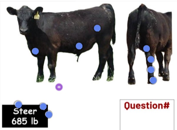 Cattle Eval | Genially