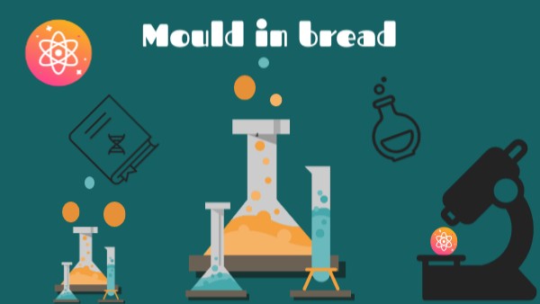Mould in bread | Genially