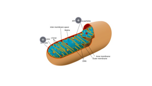 Concept 2 | Genially