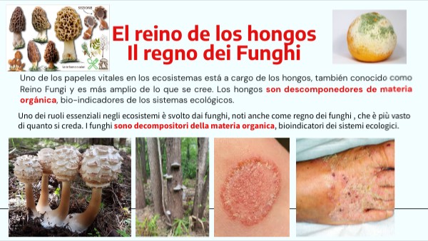 El reino de los hongos Il regno dei Funghi | Genially