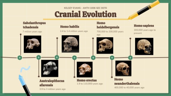 Cranial Evolution | Genially