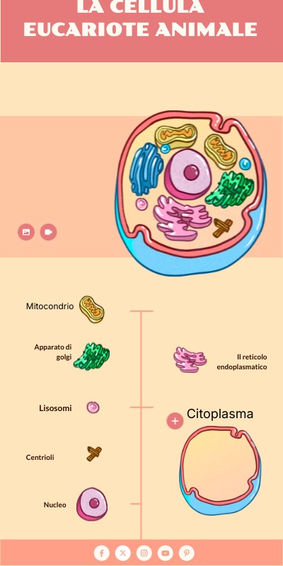 LA CElluLA eucariote animale | Genially