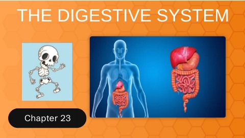 THE DIGESTIVE SYSTEM | Genially