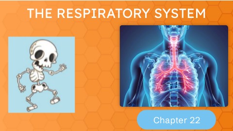 The Respiratory System | Genially