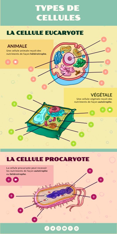 Infographie V : Types de cellules | Genially