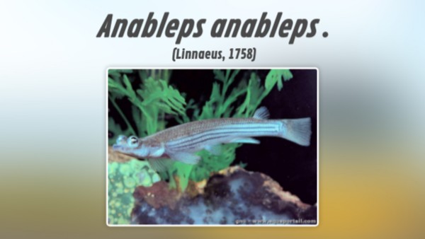 Anableps anableps . | Genially