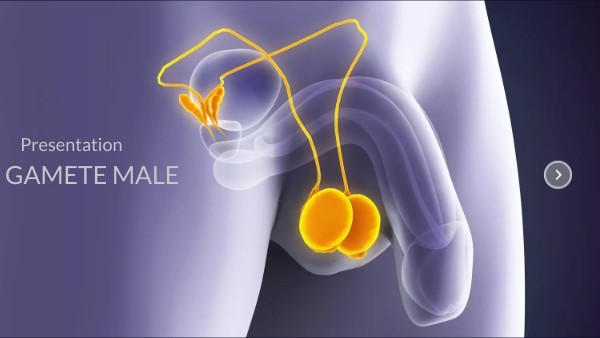 Gamète male | Genially