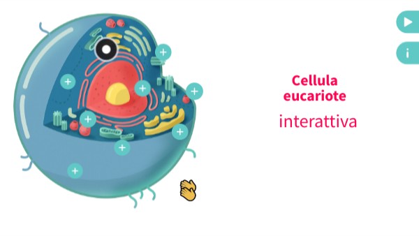 cellula eucariote interattiva | Genially