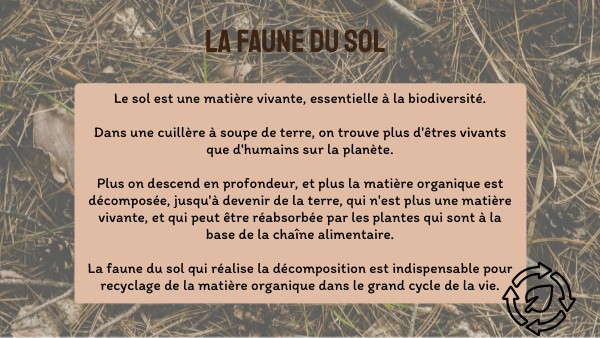 La faune du sol | Genially