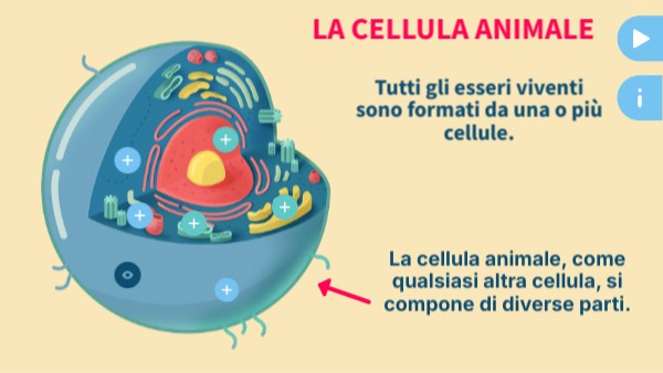 LA CELLULA ANIMALE | Genially