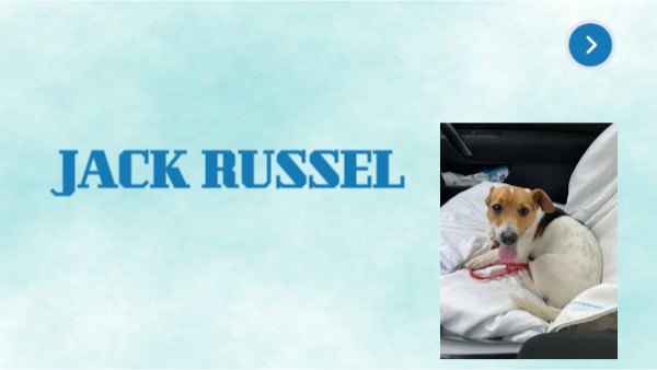 Jack Russel | Genially