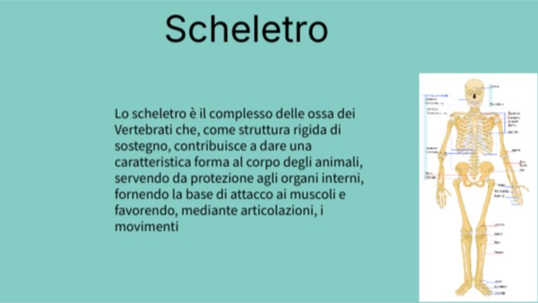 Scheletro | Genially