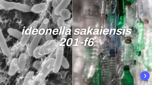 ideonella sakaiensis 201-f6 | Genially