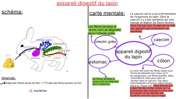 appareil digestif du lapin | Genially