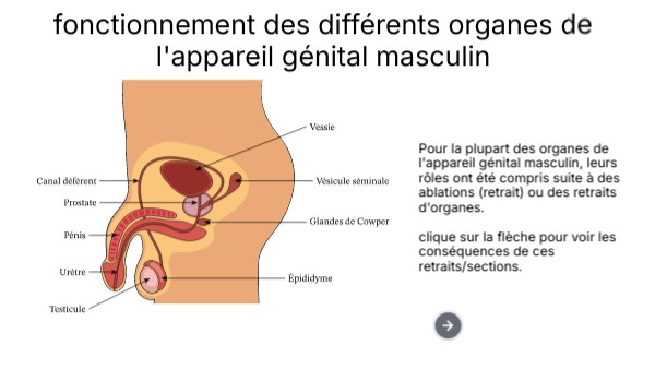 fonctionnement de l'appareil génital masculin | Genially