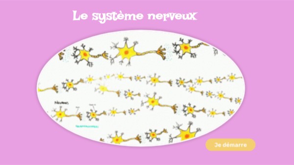 Le système nerveux | Genially