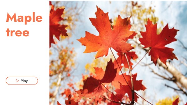 Maple tree | Genially