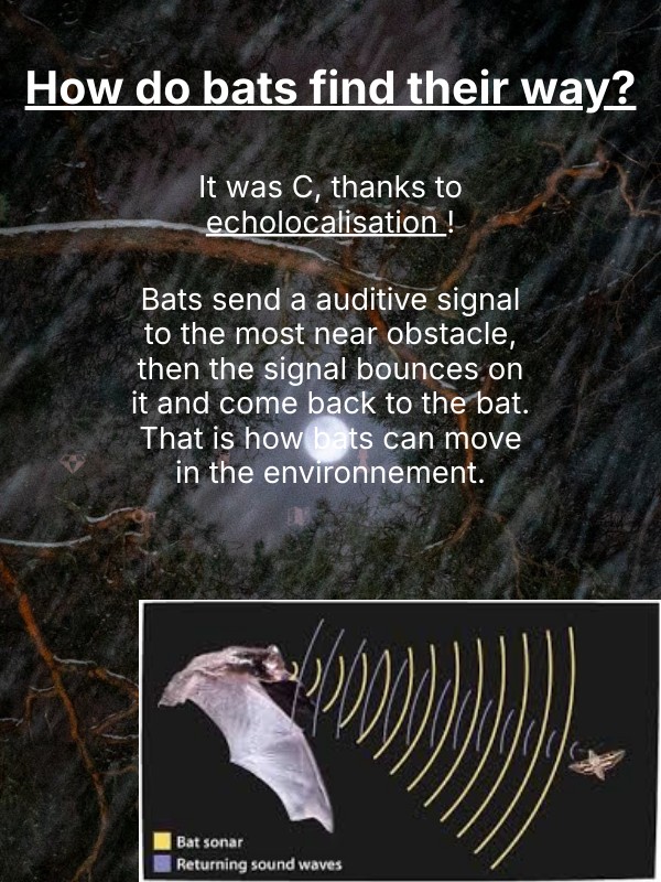 How do bats find their way? | Genially