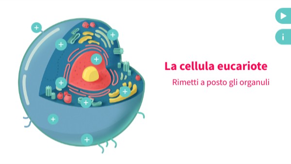 La cellula eucariote | Genially