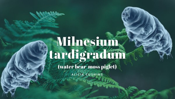 Milnesium tardigradum | Genially