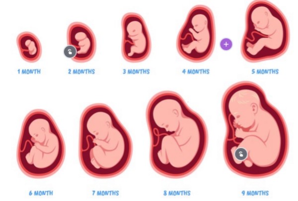 The Pregnancy time sequence | Genially